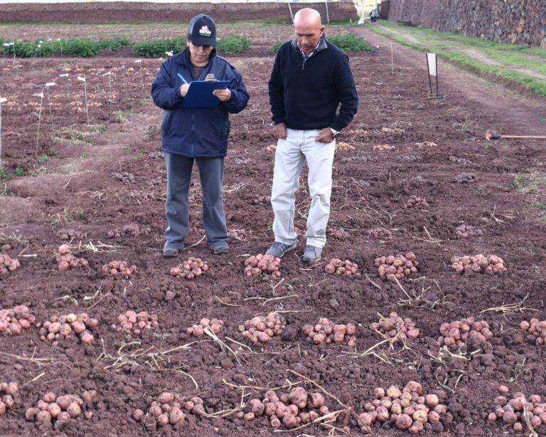 Participatory Varietal Selection Brings Biofortified Potatoes Closer to ...