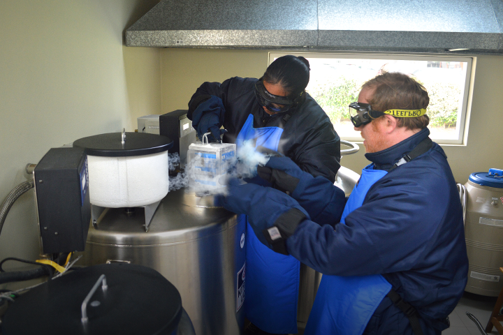 Cryo-banking on the safe future of clonal crops in Latin America