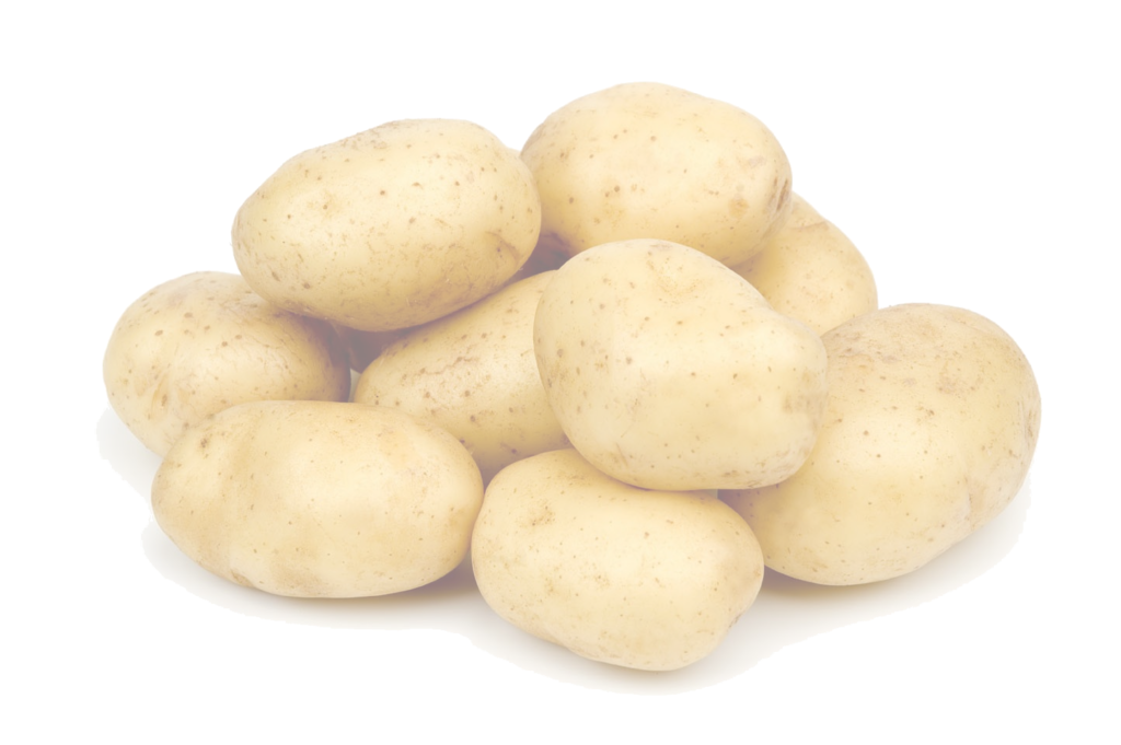 Cultivated Potato – CIP Genebank