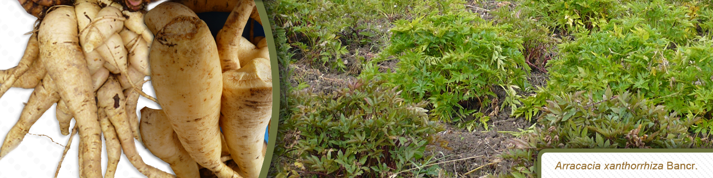 Arracacha – Genebank