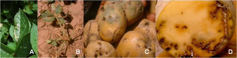 4.1.1 Potato tuber moth, Phthorimaea operculella (Zeller 1873) – Risk ...