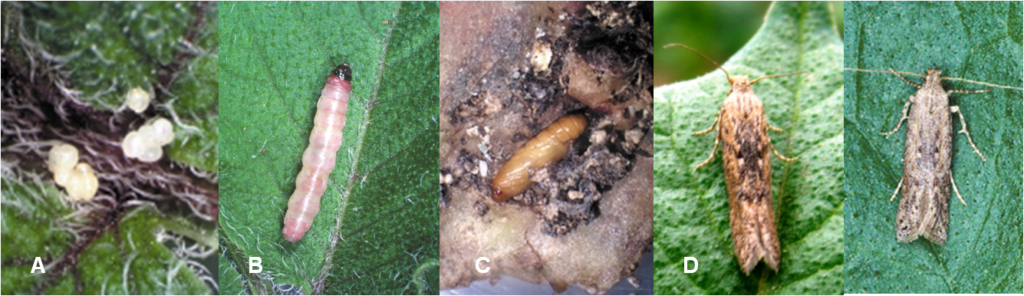 4.1.1 Potato tuber moth, Phthorimaea operculella (Zeller 1873) – Risk ...