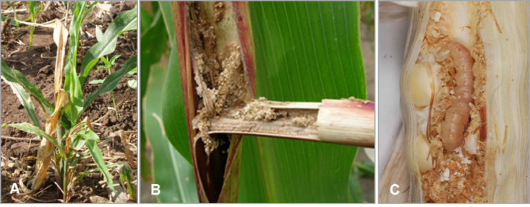 4.4.3 African pink stemborer, Sesamia calamistis (Hampson 1910) – Risk ...