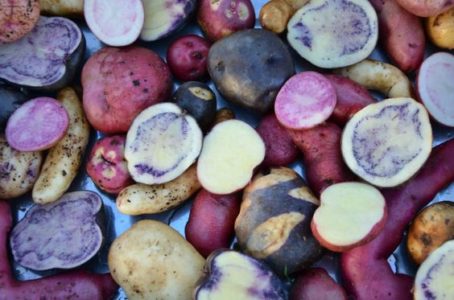 Potato - International Potato Center