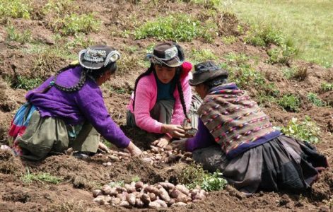 Potato - International Potato Center