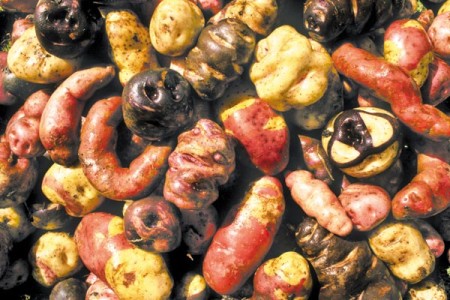 Potato Facts and Figures – International Potato Center