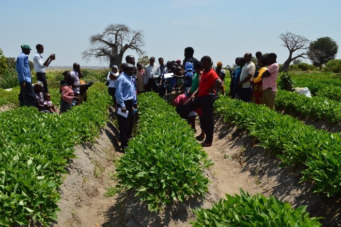 Four Orange-Fleshed Sweetpotato (OFSP) Vines of Gold (Capacity ...