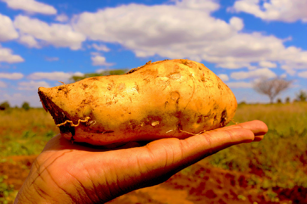 Going Orange with Sweetpotato in Malawi – International Potato Center