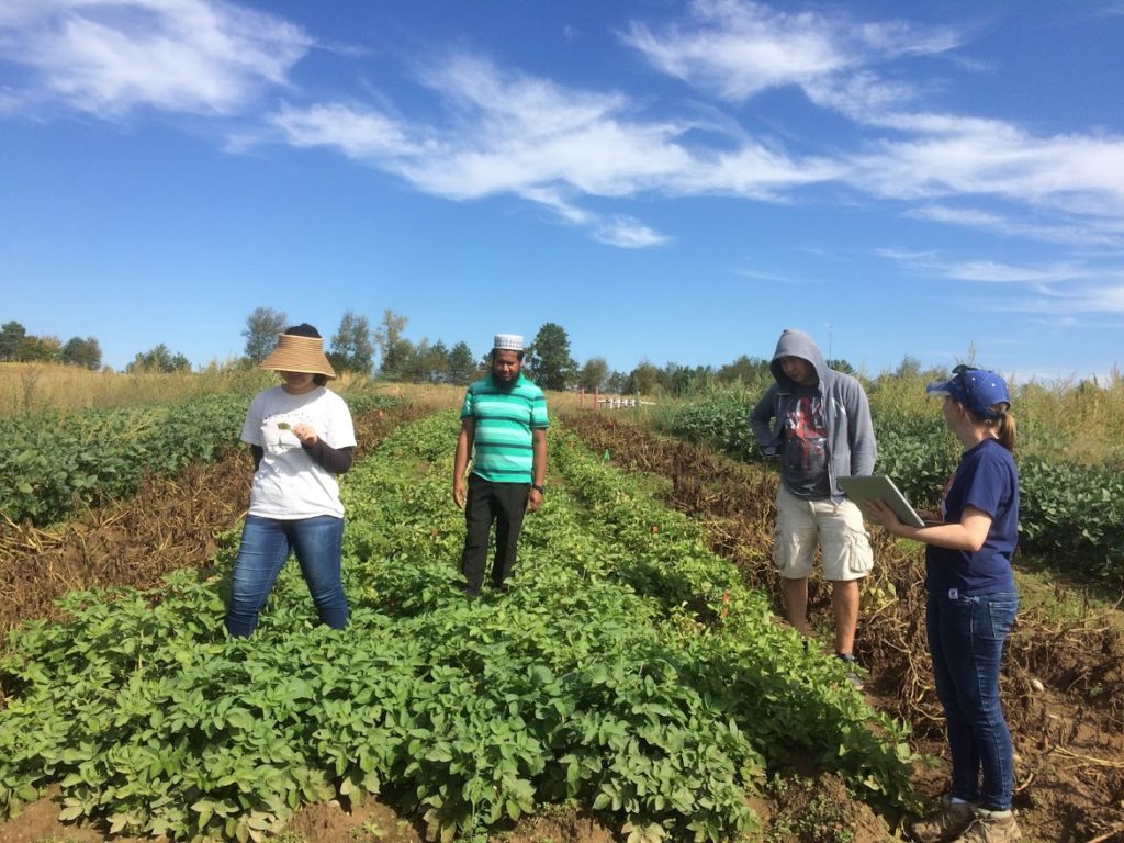Field test of biotech potato shows impressive control of late blight ...