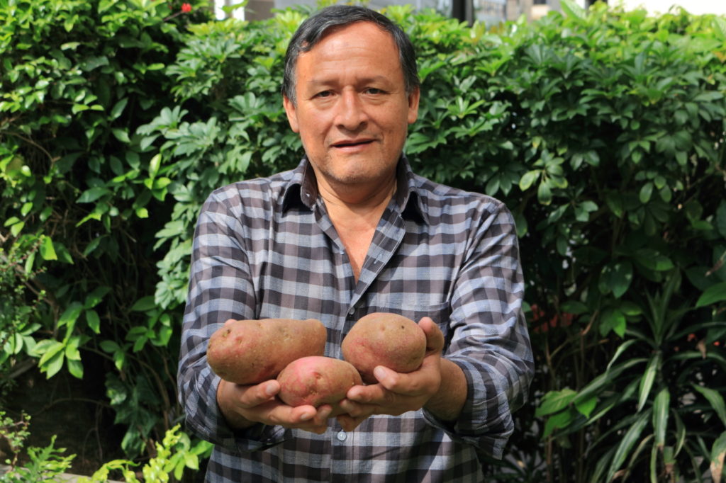 Adaptable, productive Unica: a potato for farmers around the world ...