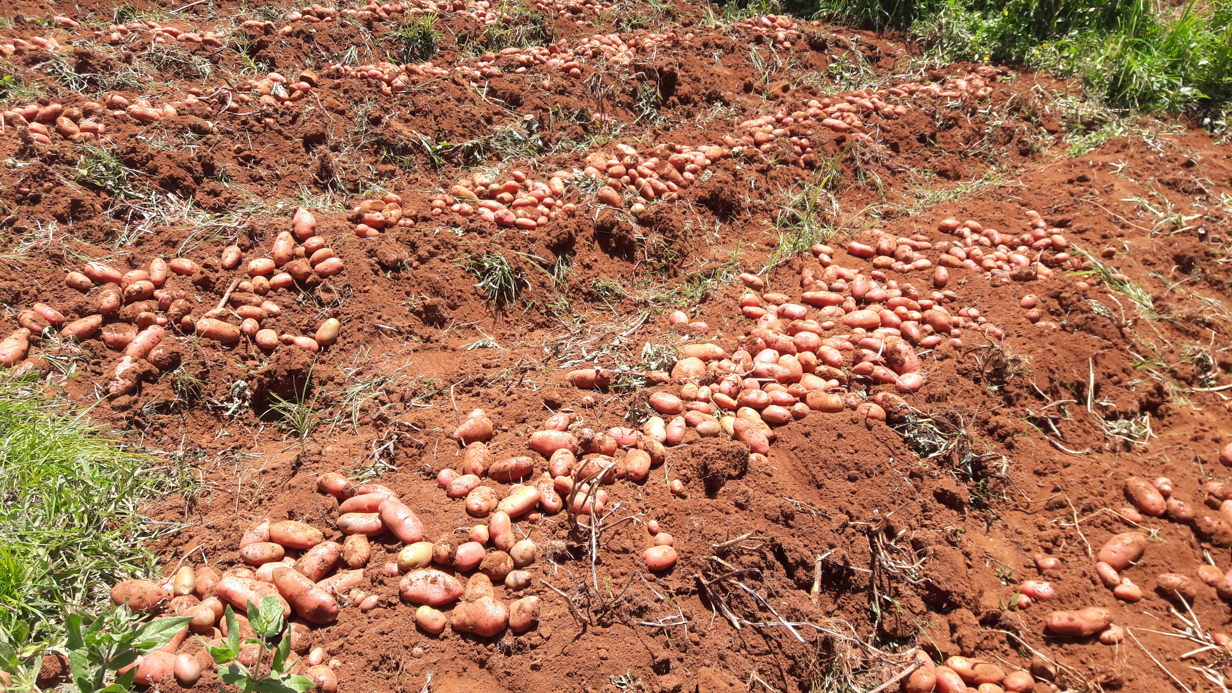 Nutritious orange-fleshed-sweetpotato for Niassa, Mozambique ...