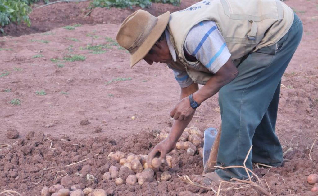 Drought proof potatoes target of international research – International ...