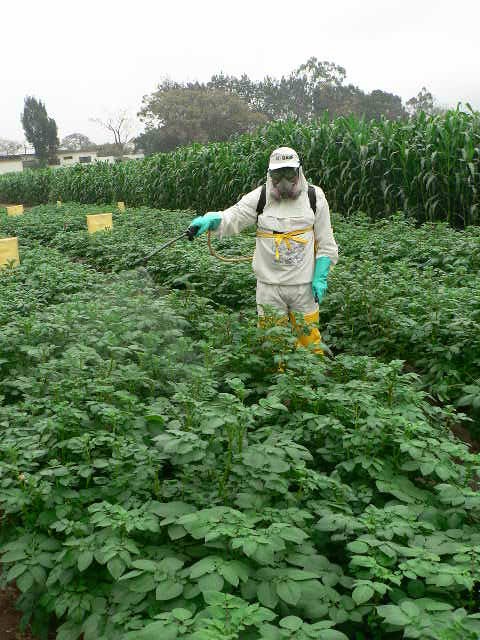 Training course: Integrated management of potato culture ...