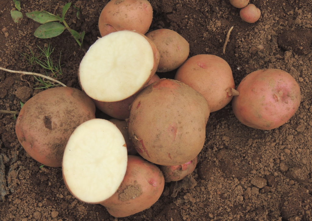 Biotech Potato Keeps Late Blight Disease in Check, New Study Finds ...