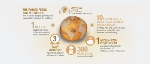 Potato agri-food systems program - International Potato Center