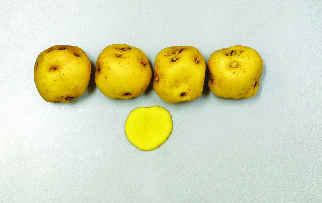 CHAUCHA – International Potato Center