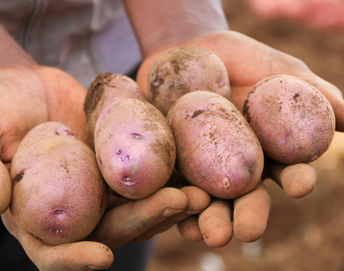 New book to guide potato research and development - International ...