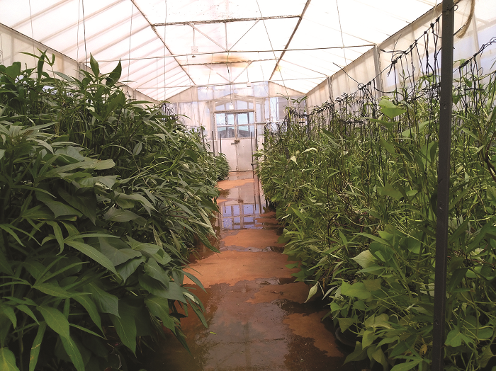 ‘Sandponics’ could reduce the cost of producing sweetpotato planting ...