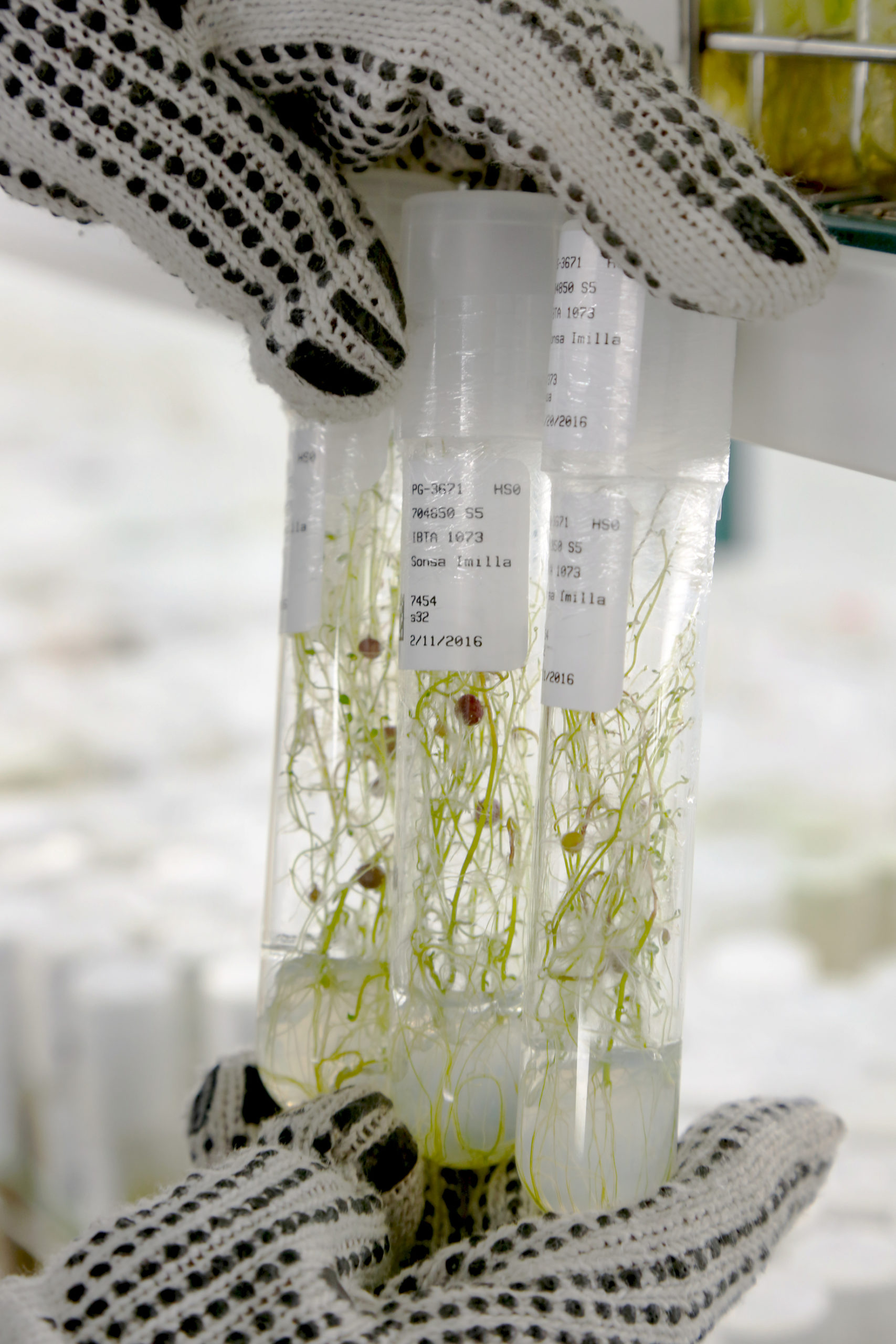 Preserving potato genetic diversity for the future - International ...