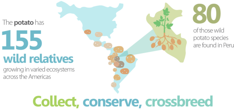 Wild potatoes – International Potato Center