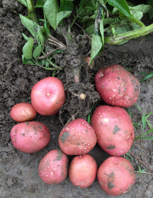 “Every Color in My Pencil Box” - International Potato Center