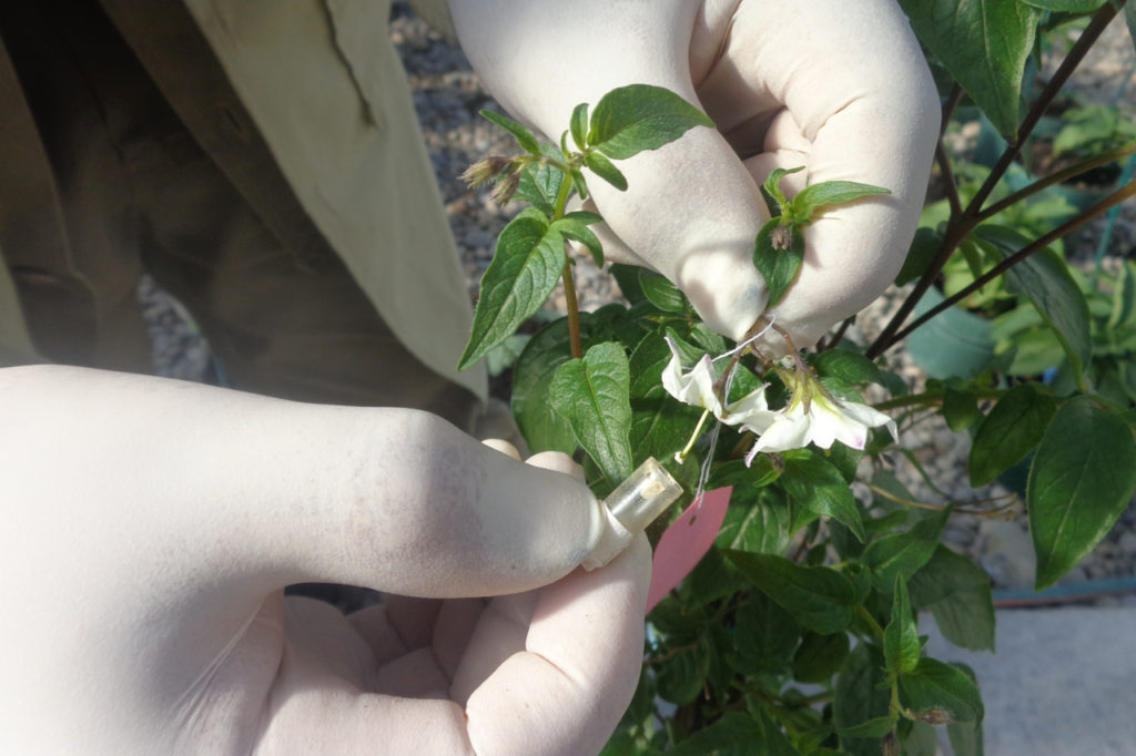 Wild potatoes - International Potato Center