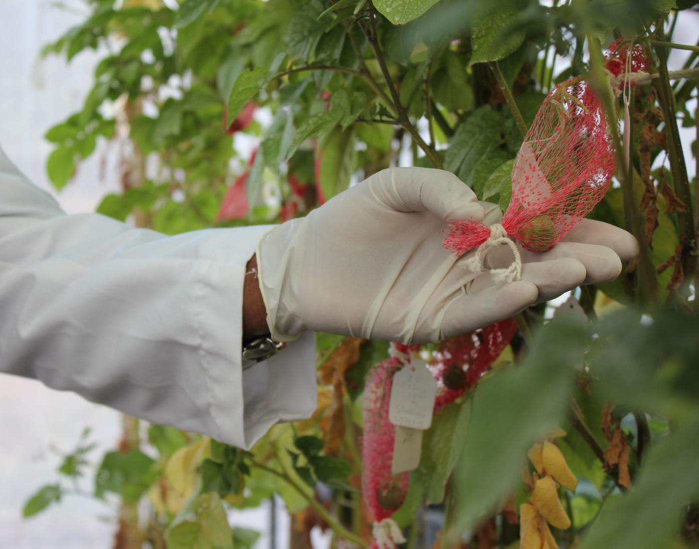 Renovating crop breeding for faster delivery and greater impact ...