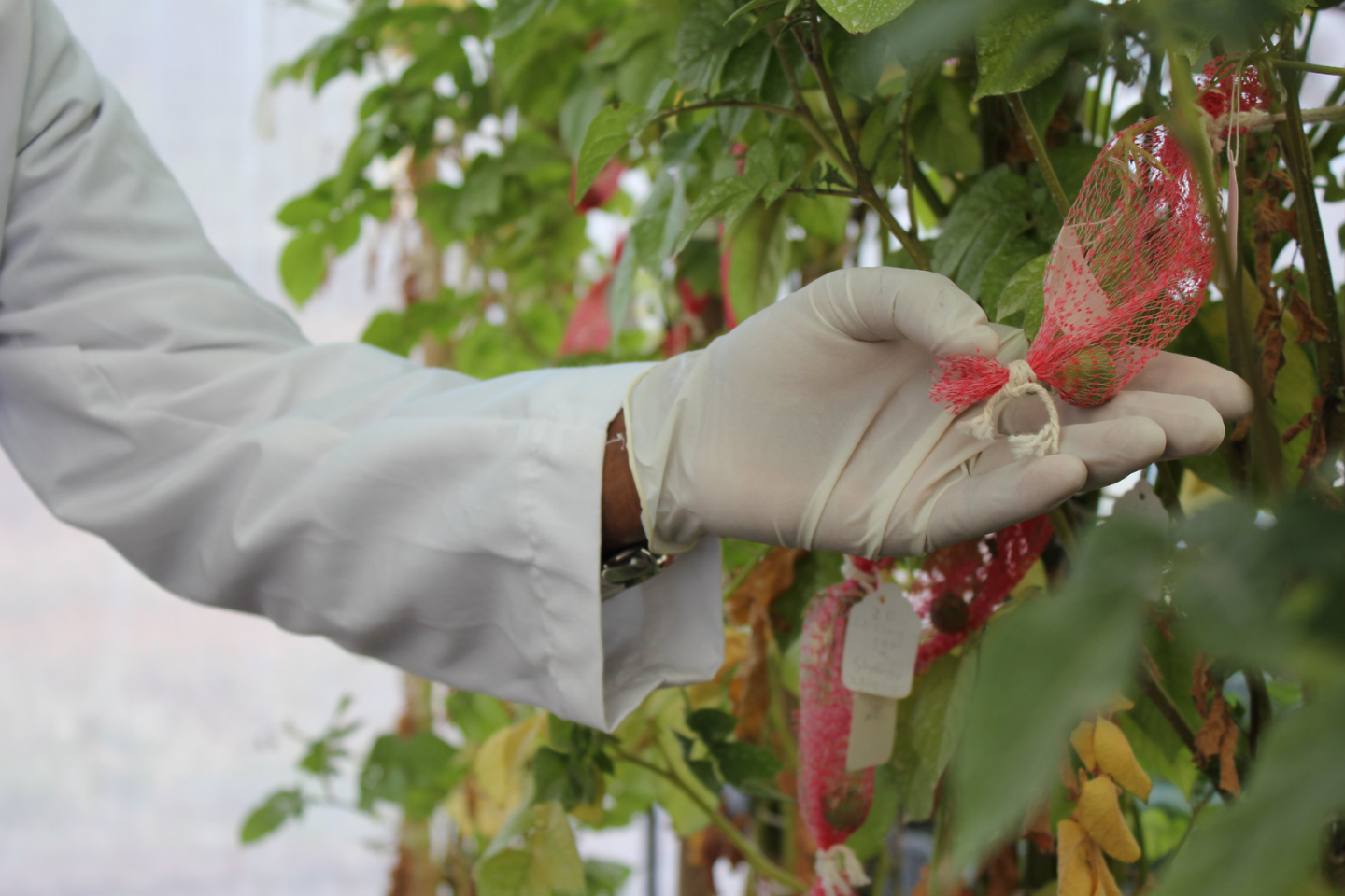 Renovating crop breeding for faster delivery and greater impact ...