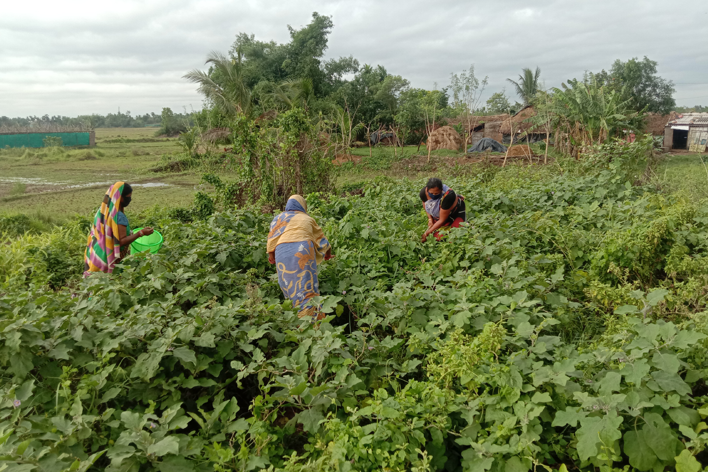 Managing Asian food systems in the time of COVID-19 and beyond ...