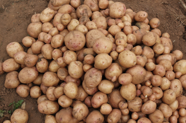Late blight resistant potato for Africa – International Potato Center