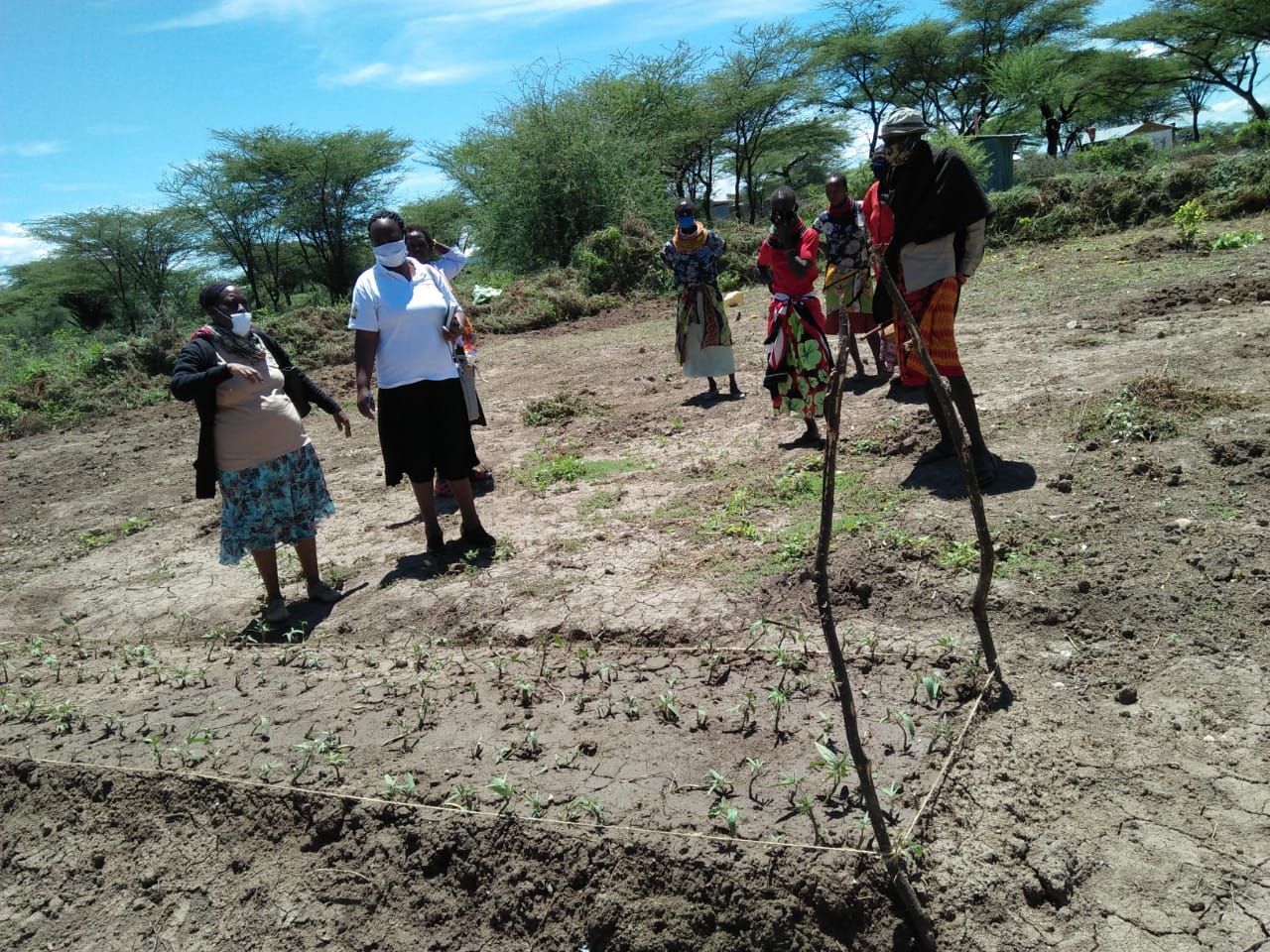 Creative solutions to deliver planting material under lockdown ...