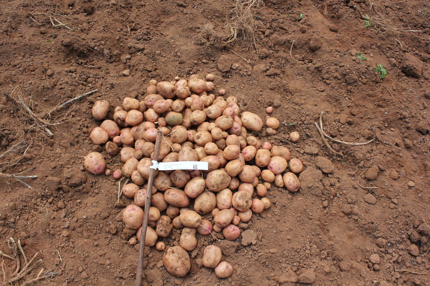 Potato diversity leads to economic gain in Uganda - International ...