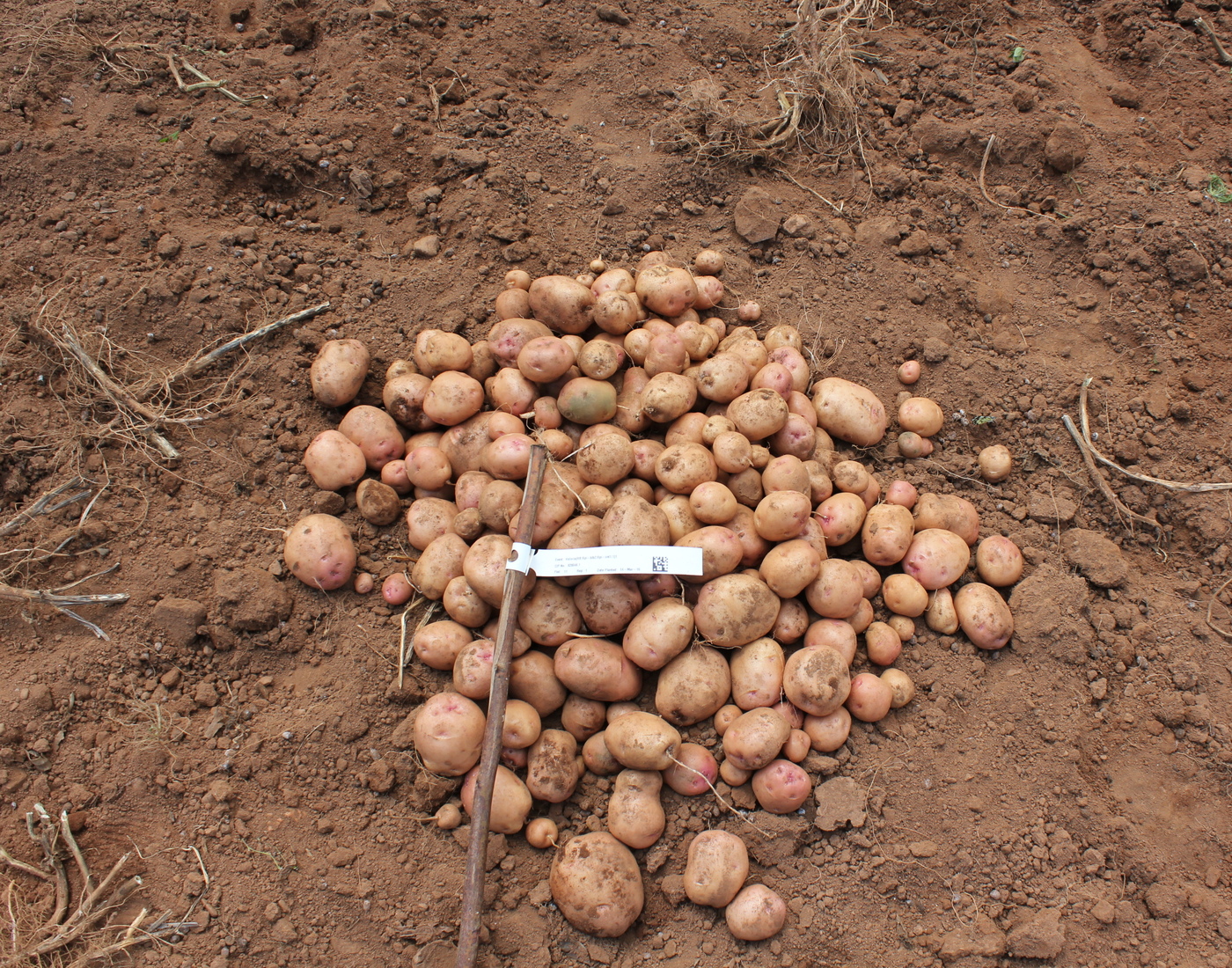 Potato diversity leads to economic gain in Uganda – International ...
