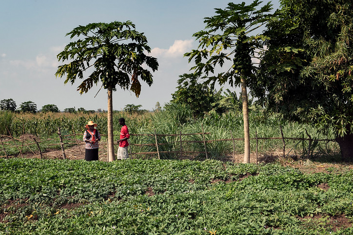 New CGIAR collaboration to build climate-smart food systems in Malawi ...