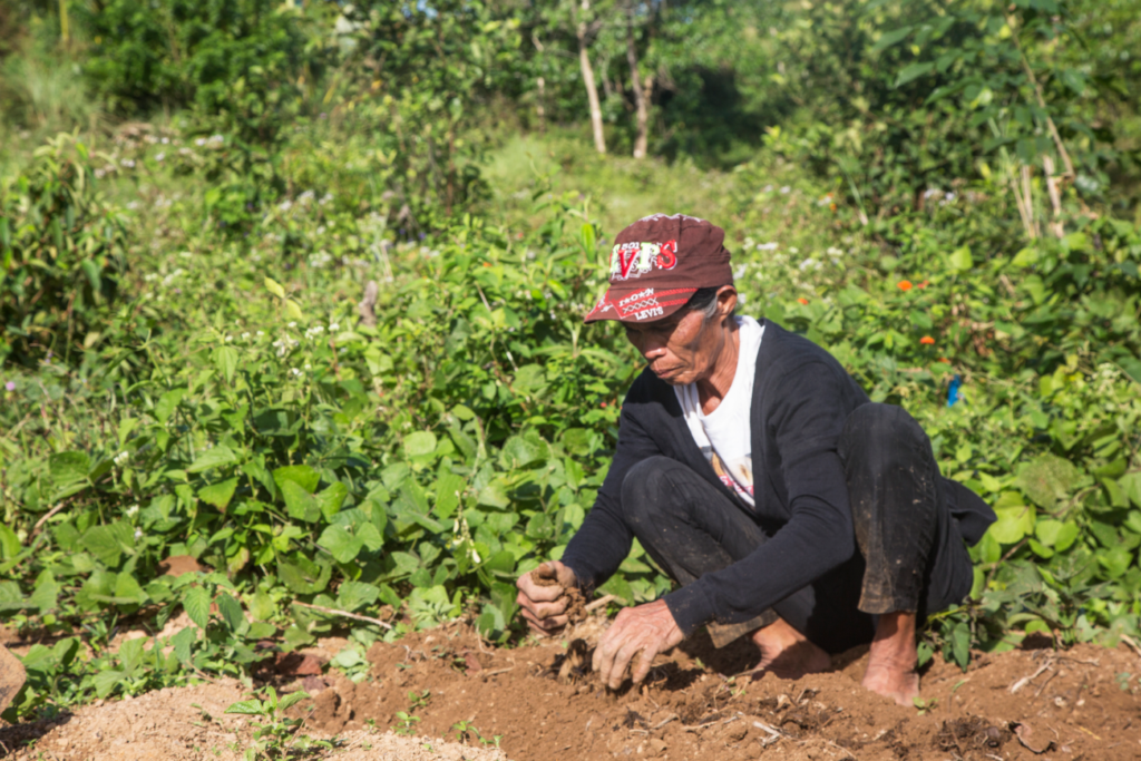 Regional Cooperation for Building a Resilient Seed System in the ...
