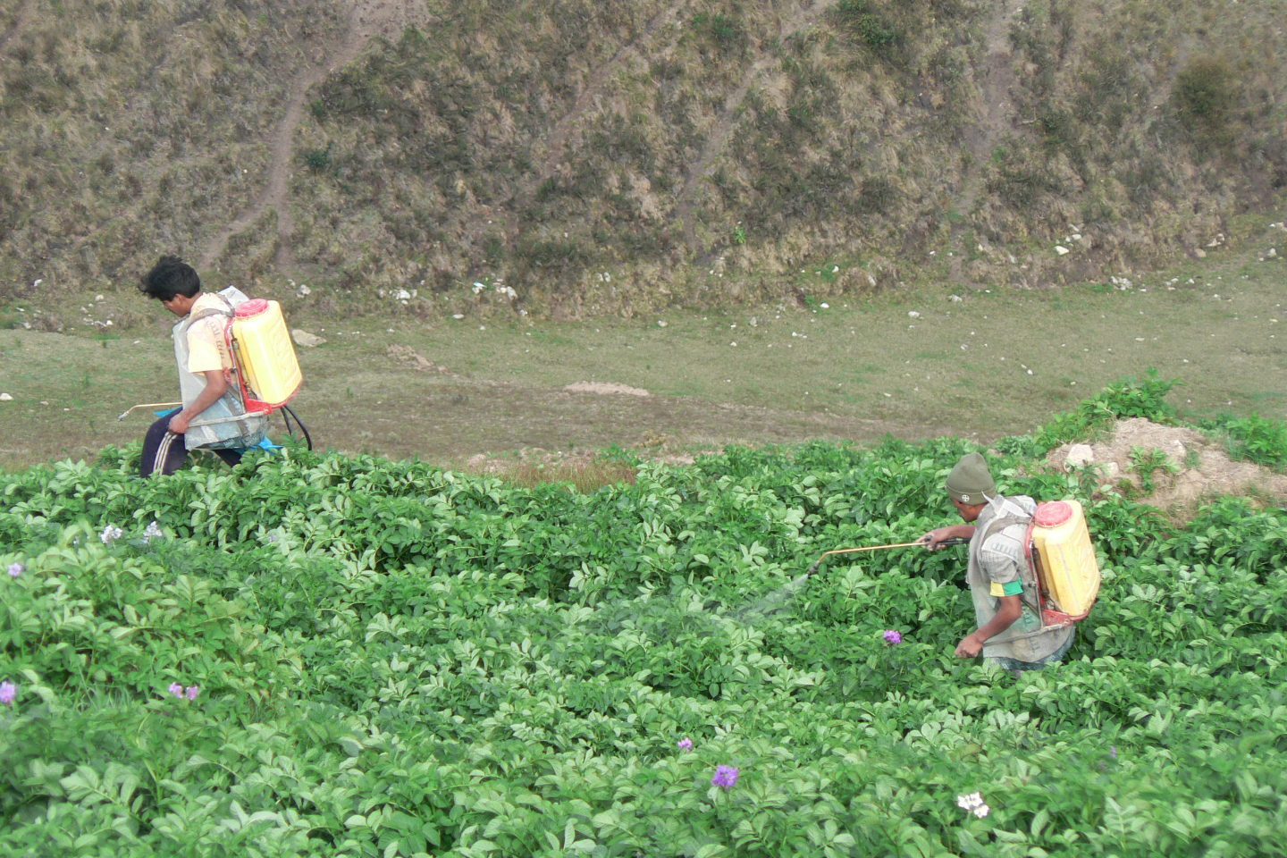 An app to help potato farmers reduce agrochemical use - International ...
