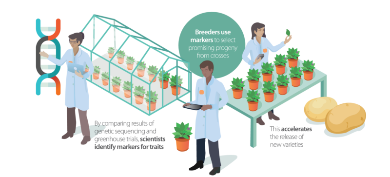 Next-generation breeding - International Potato Center