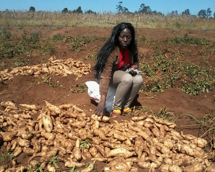 Research on sweetpotato’s wild relatives reveals options for dealing ...