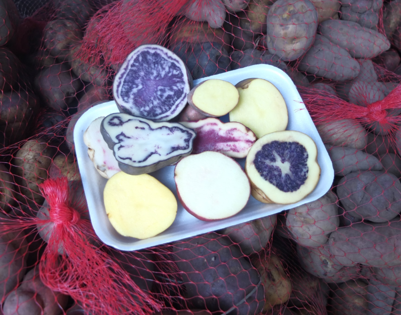 Women hold the seeds of a stronger food system for Peru