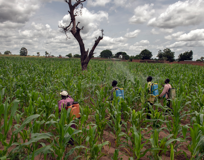 A One Health approach to plant health – International Potato Center