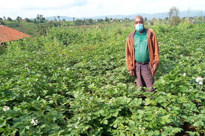 Rwandan farmers help validate and disseminate new potato varieties ...