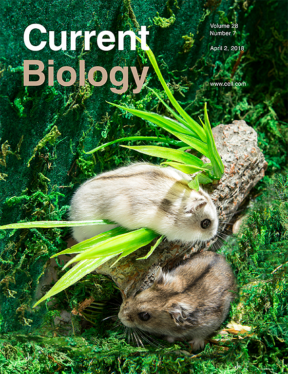 Reconciling conflicting phylogenies in the origin of sweet potato and ...