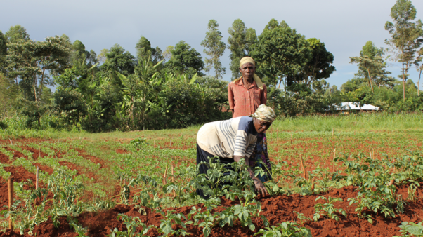 Building sustainable potato enterprises in Cameroon - International ...