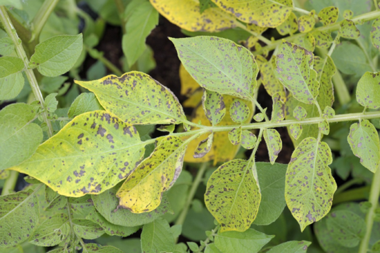 Biotech potato research for Asia, Africa – International Potato Center