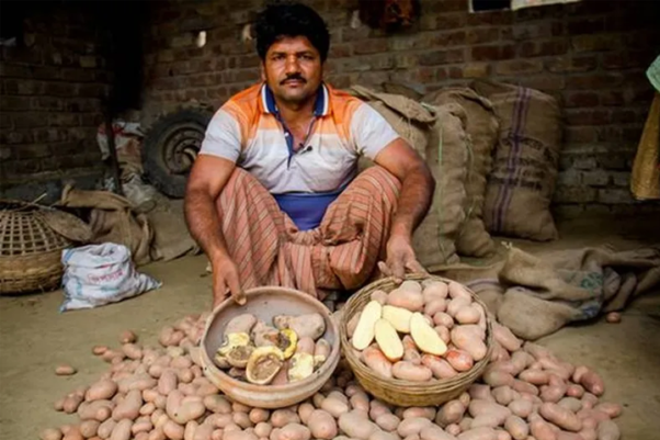 Late blight disease resistant potatoes: MSU receives $13 million USAID ...