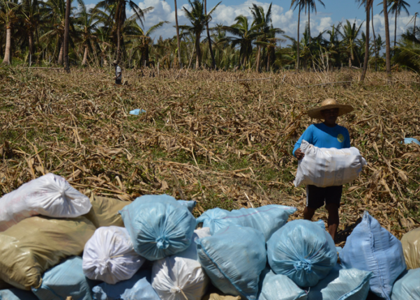 Weathering the storm: root and tuber crops boost climate resilience ...