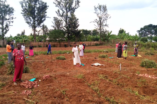 CIP - International Potato Center