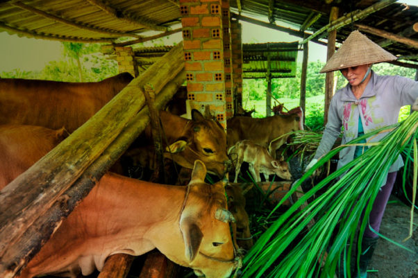 CIP - International Potato Center