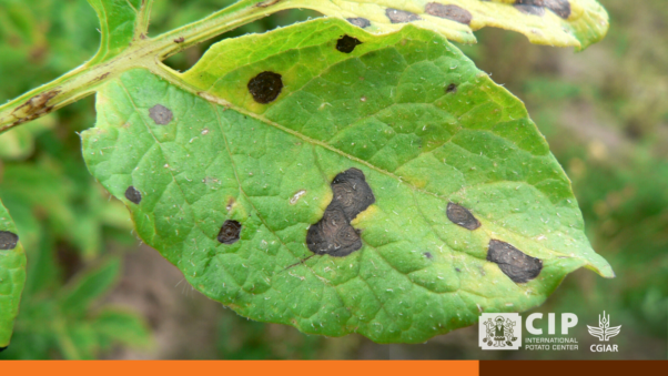 Launch of the CGIAR Plant Health Initiative - International Potato Center