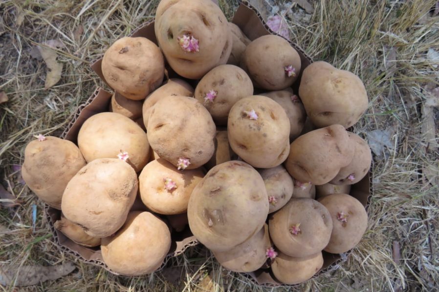 A highly disease-resistant potato variety for Peru - International ...